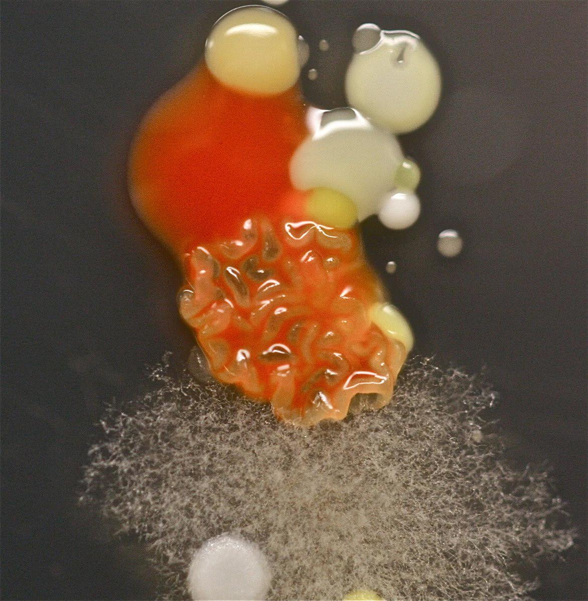 Handprints – Everything Microbiology