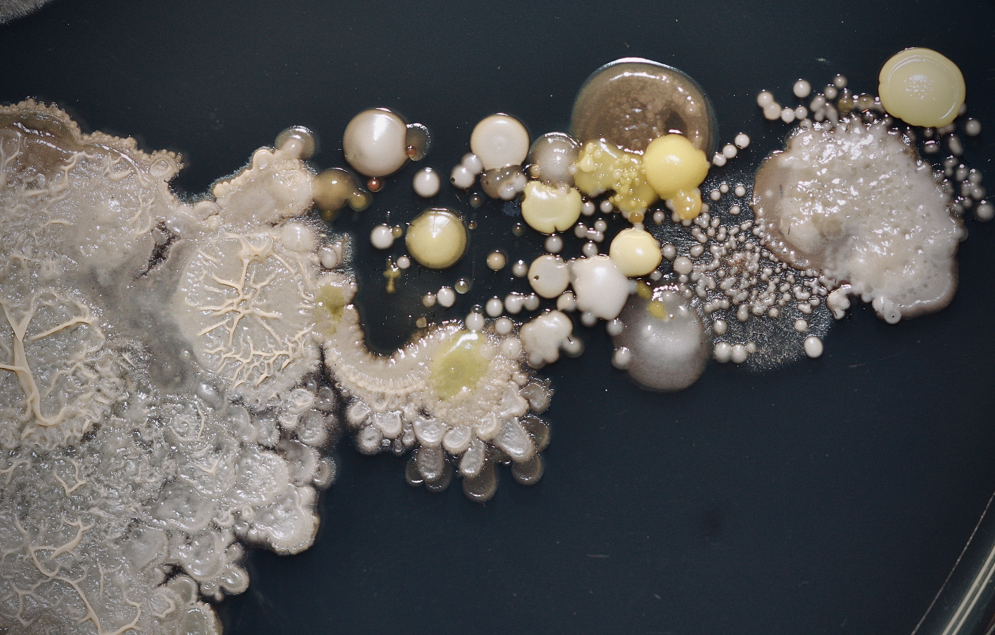 Handprints – Everything Microbiology