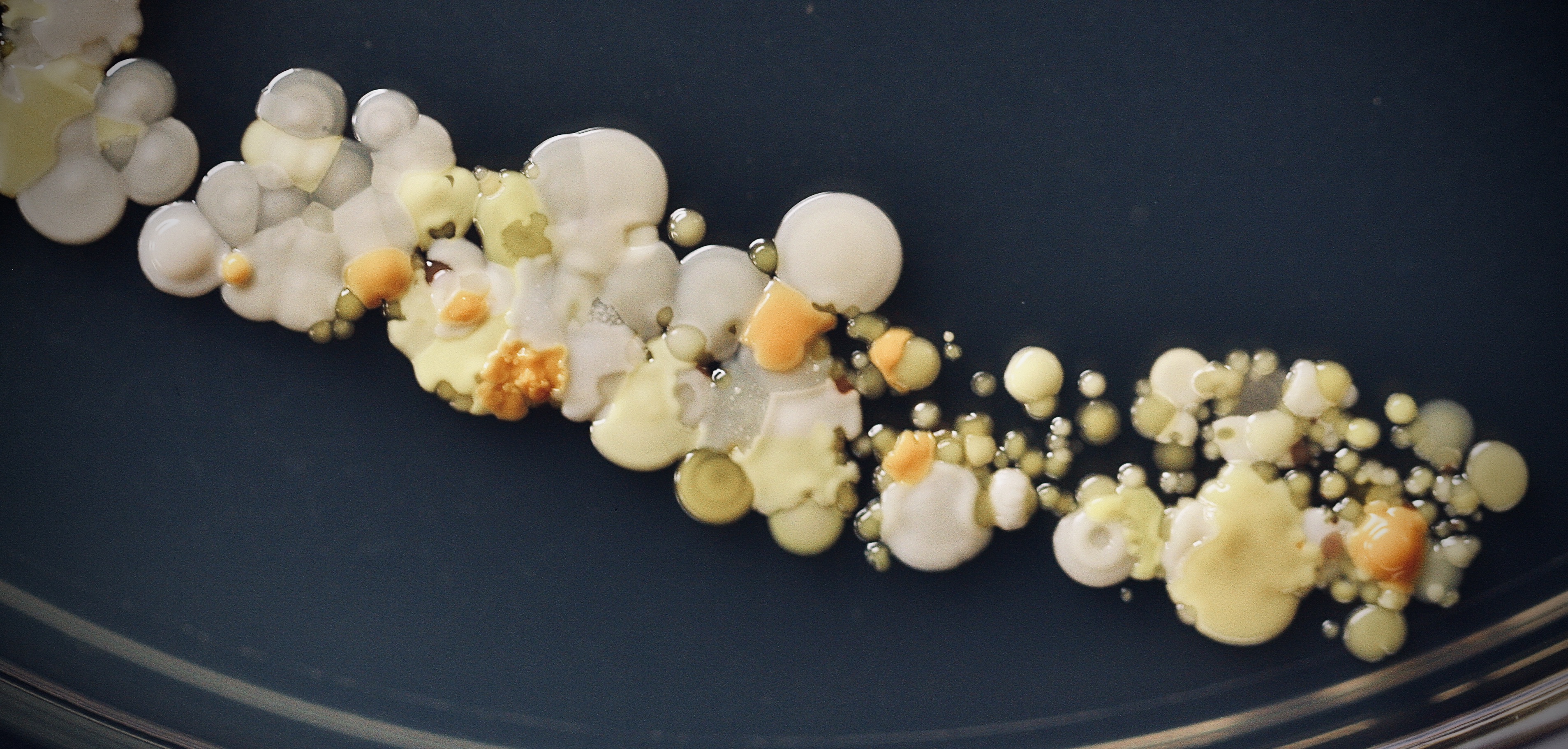 Handprints – Everything Microbiology