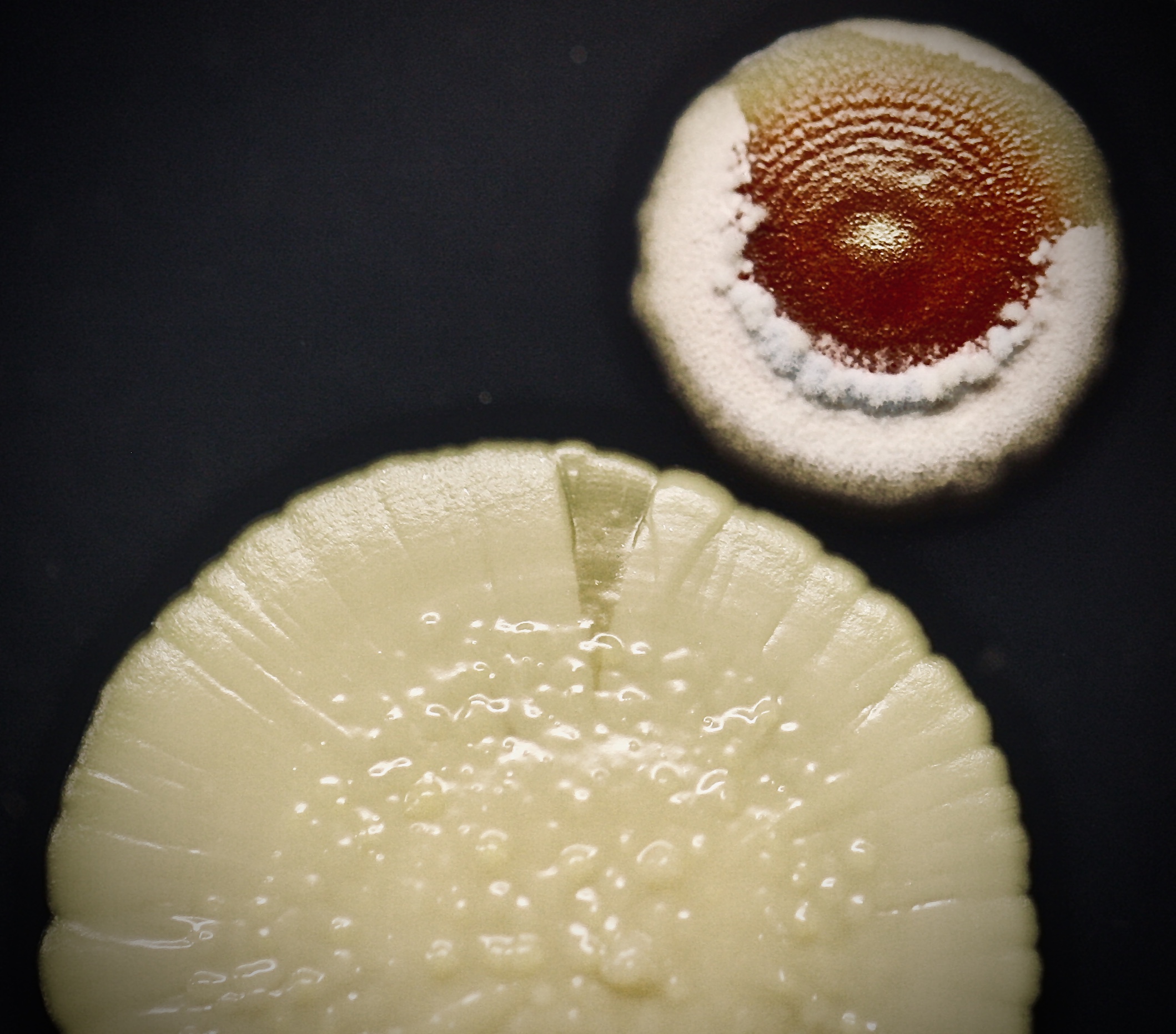 Mixed Cultures – Everything Microbiology